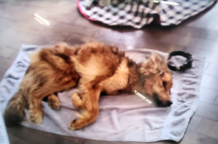 Sloane arrested on felony animal cruelty charges for dog’s death ...